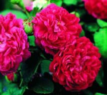 Historiske roser - Din lokale gartner