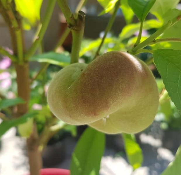 Fersken Saturn - Prunus persica